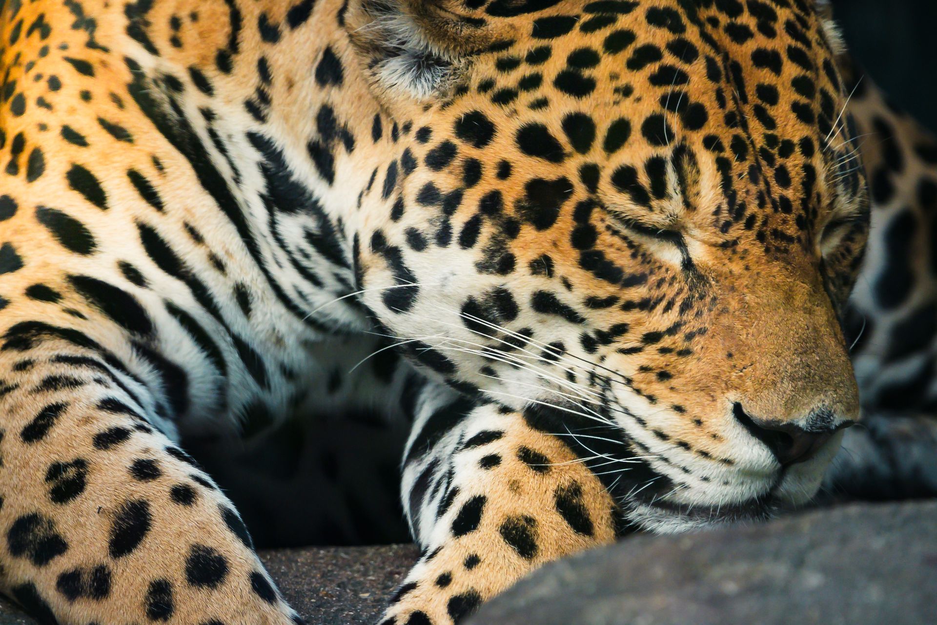 【z30 Nikon】夜でも昼でも快適な写真クオリティの高いvlog cam | Vook(ヴック)