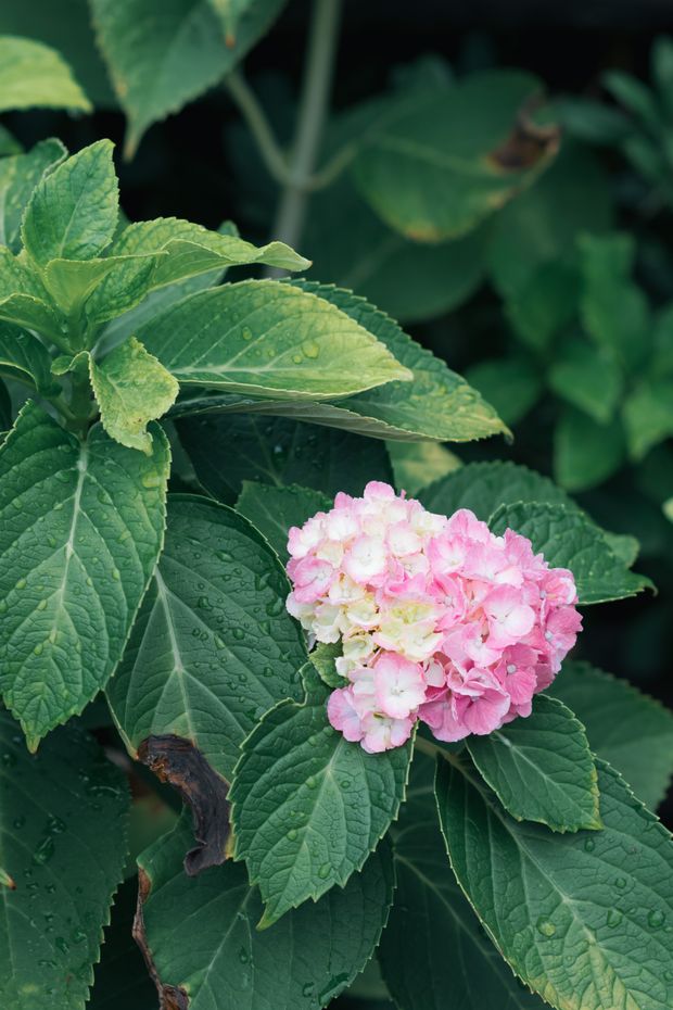 【Nikon Z30】写真メインでZ30を使ってみた！ | Vook(ヴック)